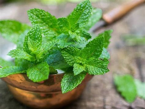 ¿sabés Cuánto Tarda En Crecer La Menta Desde Una Semilla Tiempo Y