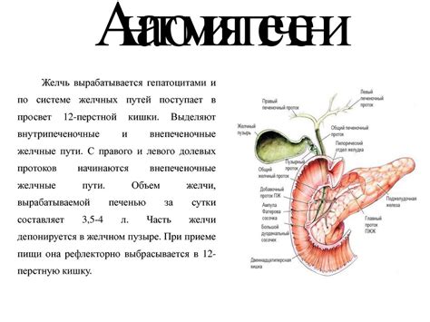 Лучевая диагностика печени поджелудочной железы желчного пузыря презентация онлайн