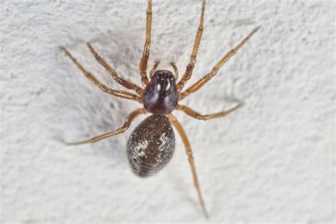 What Experts Want You To Know About The Common House Spider