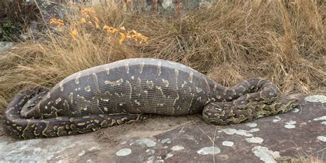 Everyone Loses In This Python Vs Porcupine Battle Huffpost