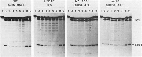 Splicing Of Uniformly Labeled Precursor Rna In The Presence Of