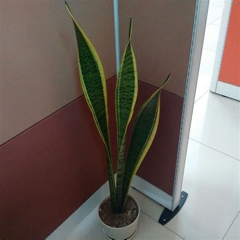 Polahku Bunga Lidah Mertua Cocok Untuk Tanaman Indoor