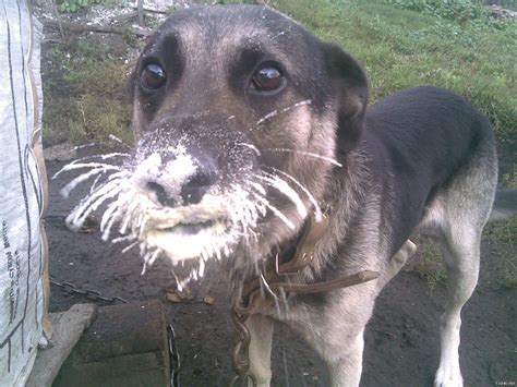 Кот морда в сметане (47 фото) - подборки картинок fonowik.club