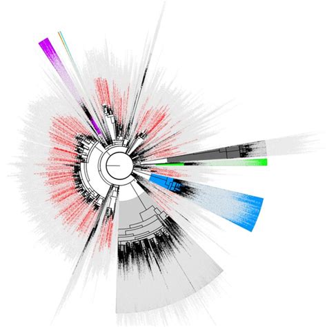 Distribution Of The 68 Samples Containing Spike L452r As A Minor