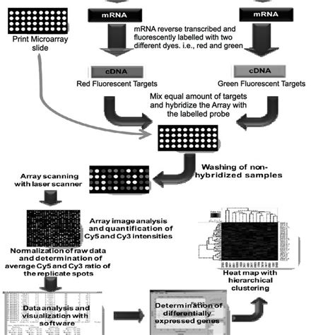 PDF Microarray Technology
