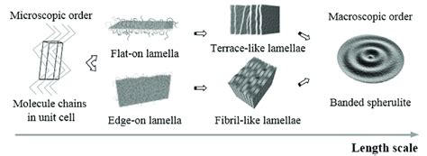Schematic Model Of The Hierarchic Structure In The Formation Of Ptt