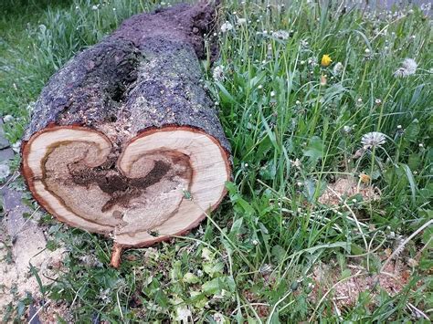 Pădure Copac Taie Văzut Portbagaj Fotografie Gratuită Pe Pixabay Pixabay