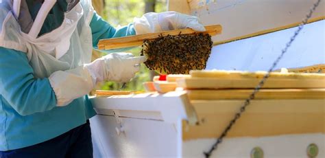 What Is A Horizontal Hive The Ultimate Guide For 2022 LearnBees