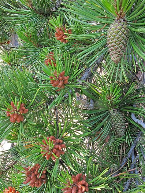 Pine Tree Cone Clusters And Large Cones Stock Image Image Of Growth Evergreen 307327551