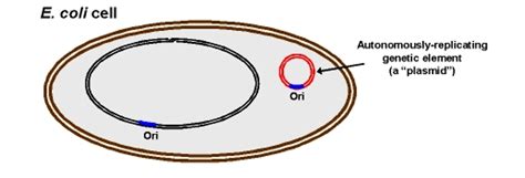 E Coli Diagram Plasmid
