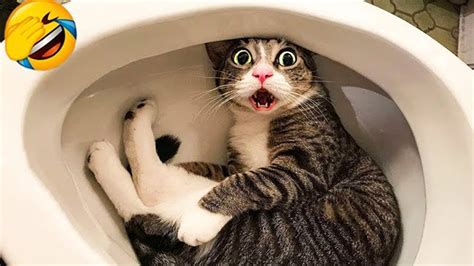 Funny Animals 2024 😂 Cute Cat And Dog Funny Videos 😸 Part 464 - YouTube