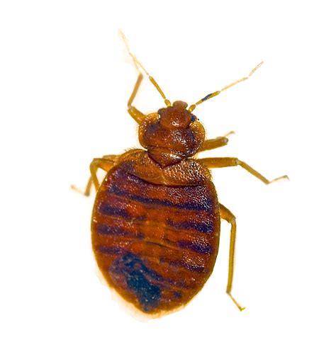 Bed Bug Report Hawaii