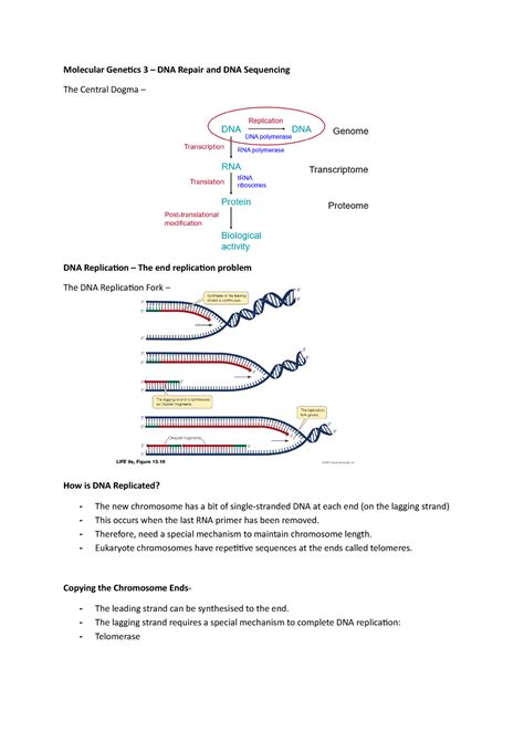 molecular genetics 3 lecture notes 1 3 molecular genetics 3 dna