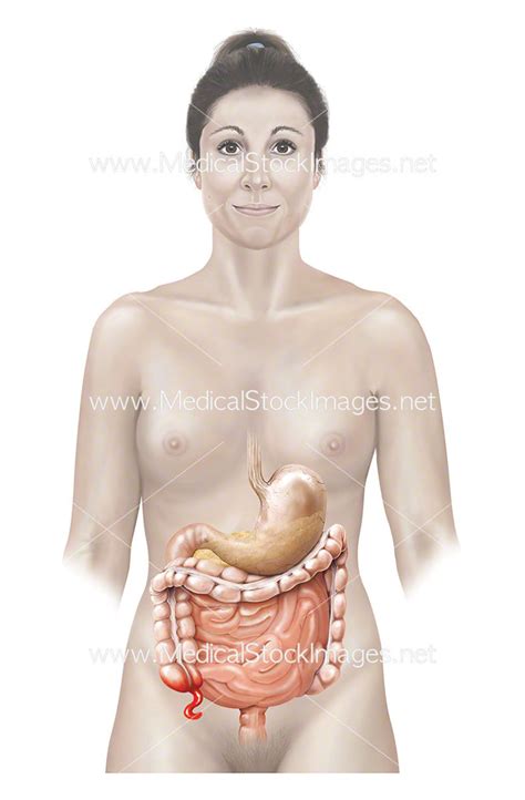 Appendix Female Anatomy 20x24in Anatomy Charts Abdominal Viscera