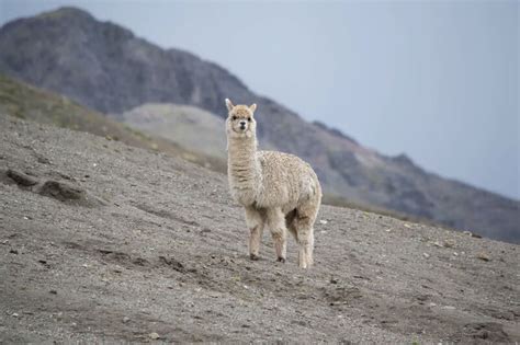 alain airom on linkedin llama generatieveai