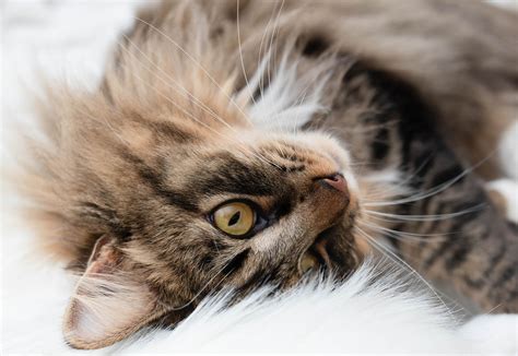 How To Determine Cat Gender By Face