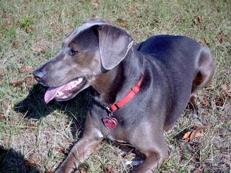 8 Most Popular Texas Dog Breeds And Why They Made The Cut Doggodigest