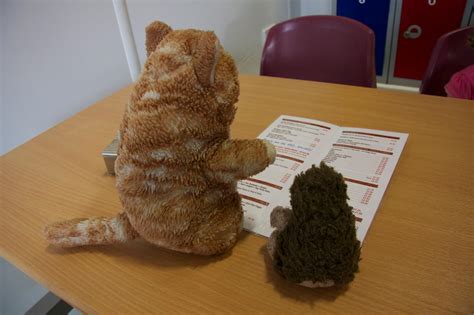 Gingerpuss And Hedgie