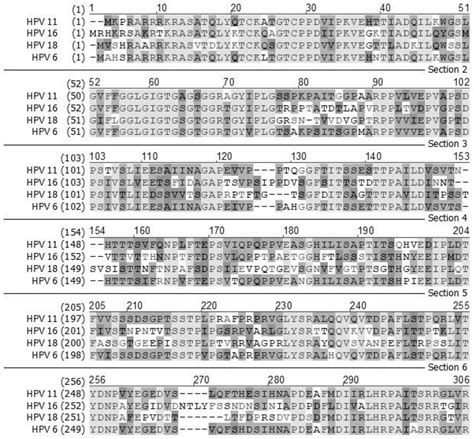 一种hpv相关蛋白单克隆抗体及其应用的制作方法