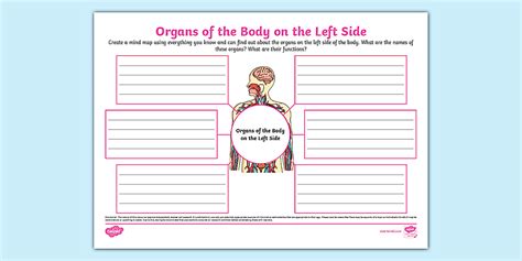 Organs Of The Body On The Left Side Mind Map Teacher Made
