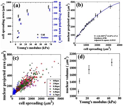 Variation Of Cell Spreading Nuclear Projected Area And Nuclear Volume