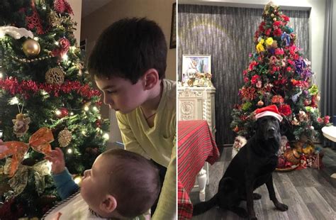 ცნობილების ნაძვის ხეები მშობლები