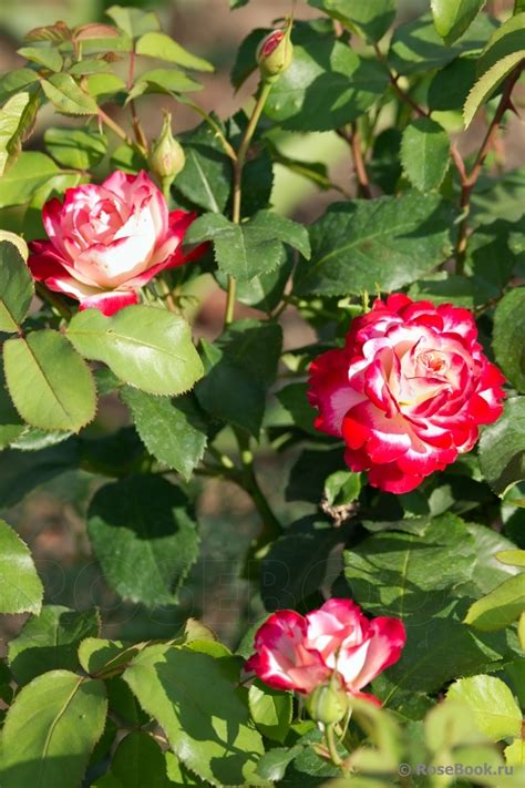 Галерея - Jubile du Prince de Monaco (MEIsponge, Jubile de Saint ...