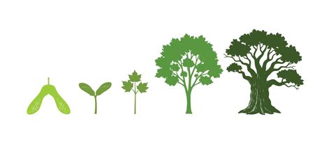 Tree Age Vector Art Icons And Graphics For Free Download