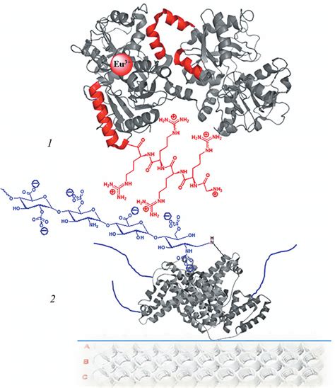Schematic Illustration Of The Heterophase Binding System 1 Rhlf−eu 3