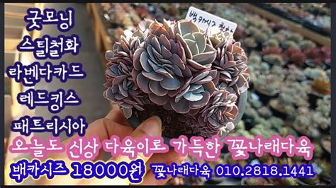 신상 가득한 토요일 꽃나래다육백카시즈레드캉스라벤다카드패트리시아 써니즈 헤라 스틸철화 굿모닝 좋아요 꽃나래다육