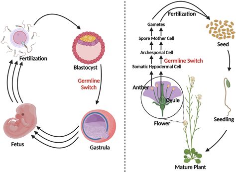 A Schematic Comparison Of Germline Development In Humans Vs Plants