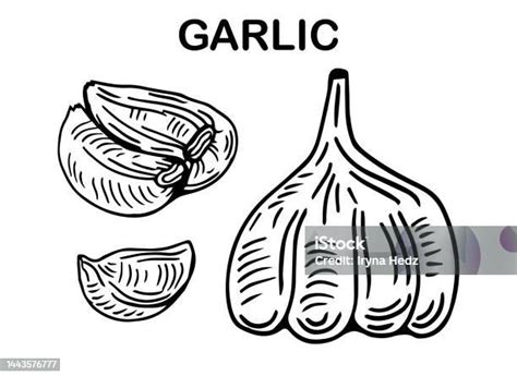 마늘 손으로 그린 벡터 일러스트 세트 고립 된 야채 정향 얇게 썬 조각 새겨진 스타일 개체입니다 상세한 채식 음식 그림 농장 시장 제품 메뉴 라벨 아이콘에 적합 개체 그룹에