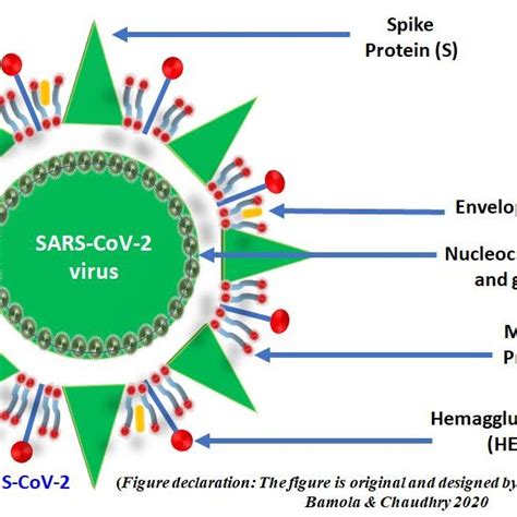 Schematic Representation Of Structure Of Sars Cov 2 Virus Download