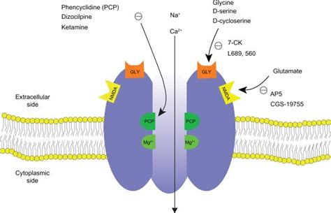 Schematic Diagram Of Nmda Receptor Complex The Nmda Receptor Is An Download Scientific Diagram