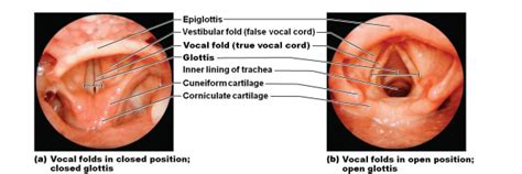 The Larynx Vocal Cords Diagram Quizlet The Larynx Vocal Cords Diagram Quizlet
