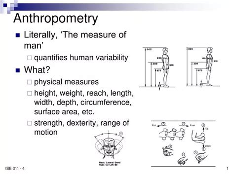 Ppt Anthropometry Powerpoint Presentation Free Download Id 5476396