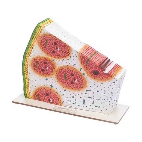 Monocot Stem Internal Anatomy And Vasculature Scientific Lab Equipment Manufacturer And Supplier