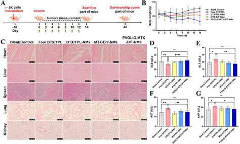 Sequential Targeting Of Tumor Microenvironment Responsive Nanomicelles Ijn