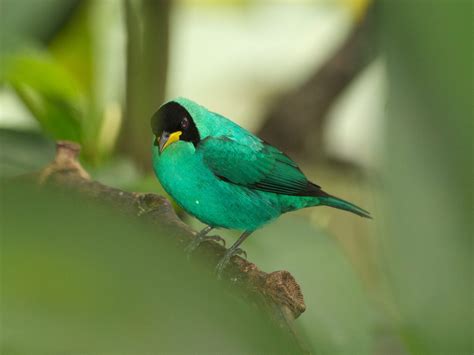 Extremely Rare “half Male” And “half Female” Bird Found In Colombia