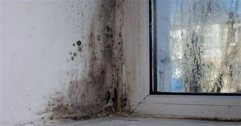Condensation Disappears From Windows Permanently If You Use One