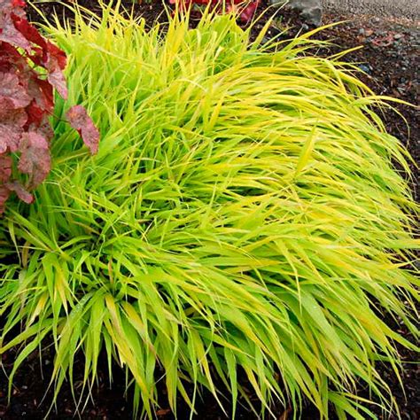 All Gold Golden Hakone Grass Seeds Zinniaflowers