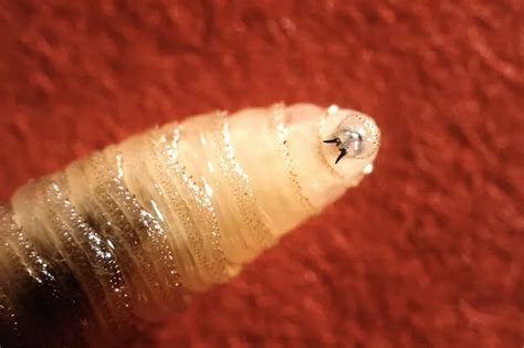 Parasitic Disease Expert Talks First Us Screwworm Case