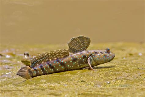 The Fish That Could Drown And Other Amazing Tales Discover Animals