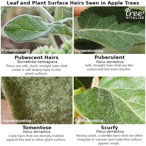 26 Different Types Of Apple Trees With Identifying Features