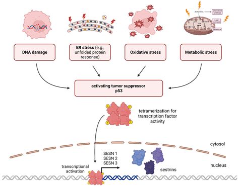 The Important Role Of Protein Kinases In The P53 Sestrin Signaling Pathway