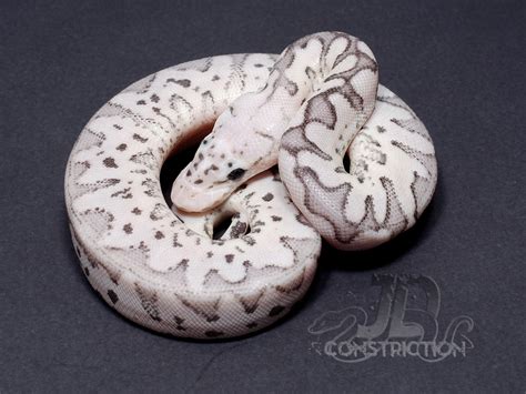 Axanthic Killer Clown Ball Python