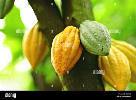 Hawaii Bean Hi Res Stock Photography And Images Alamy