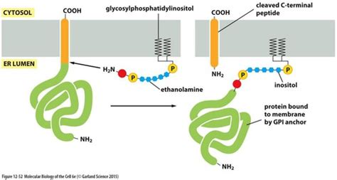Lec 6 Organelles And Secretory Pathway Flashcards Quizlet