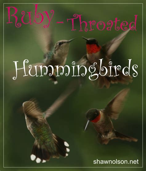 Ruby Throated Hummingbird