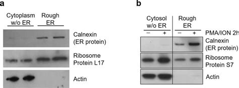 Isolation Of Rough Er A Naïve Cd4⁺ T Cells Were Purified From